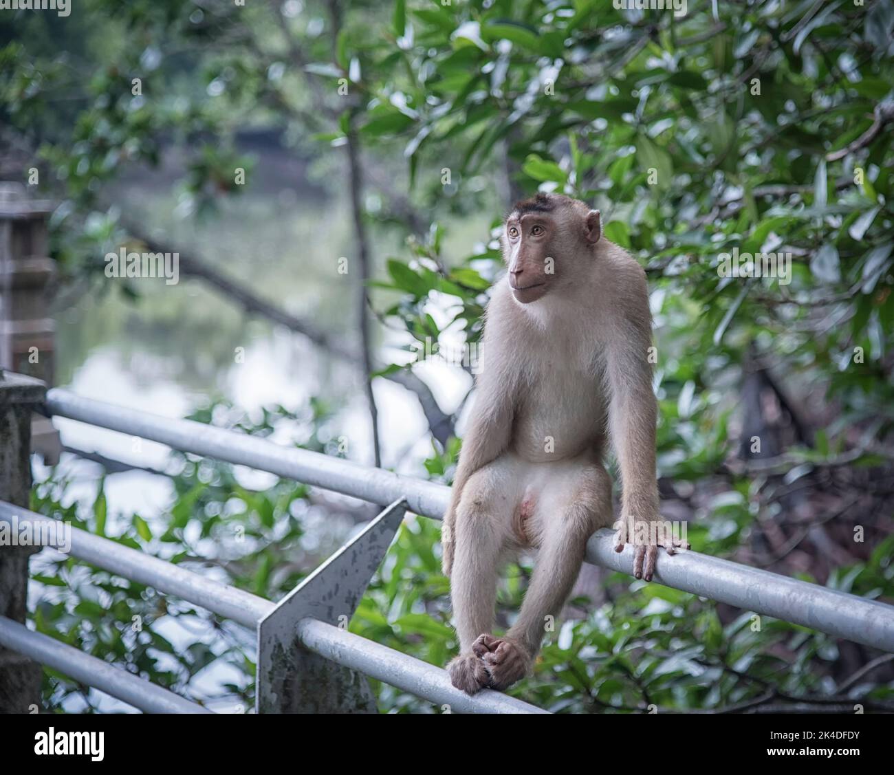 monkey activity the park Stock Photo - Alamy