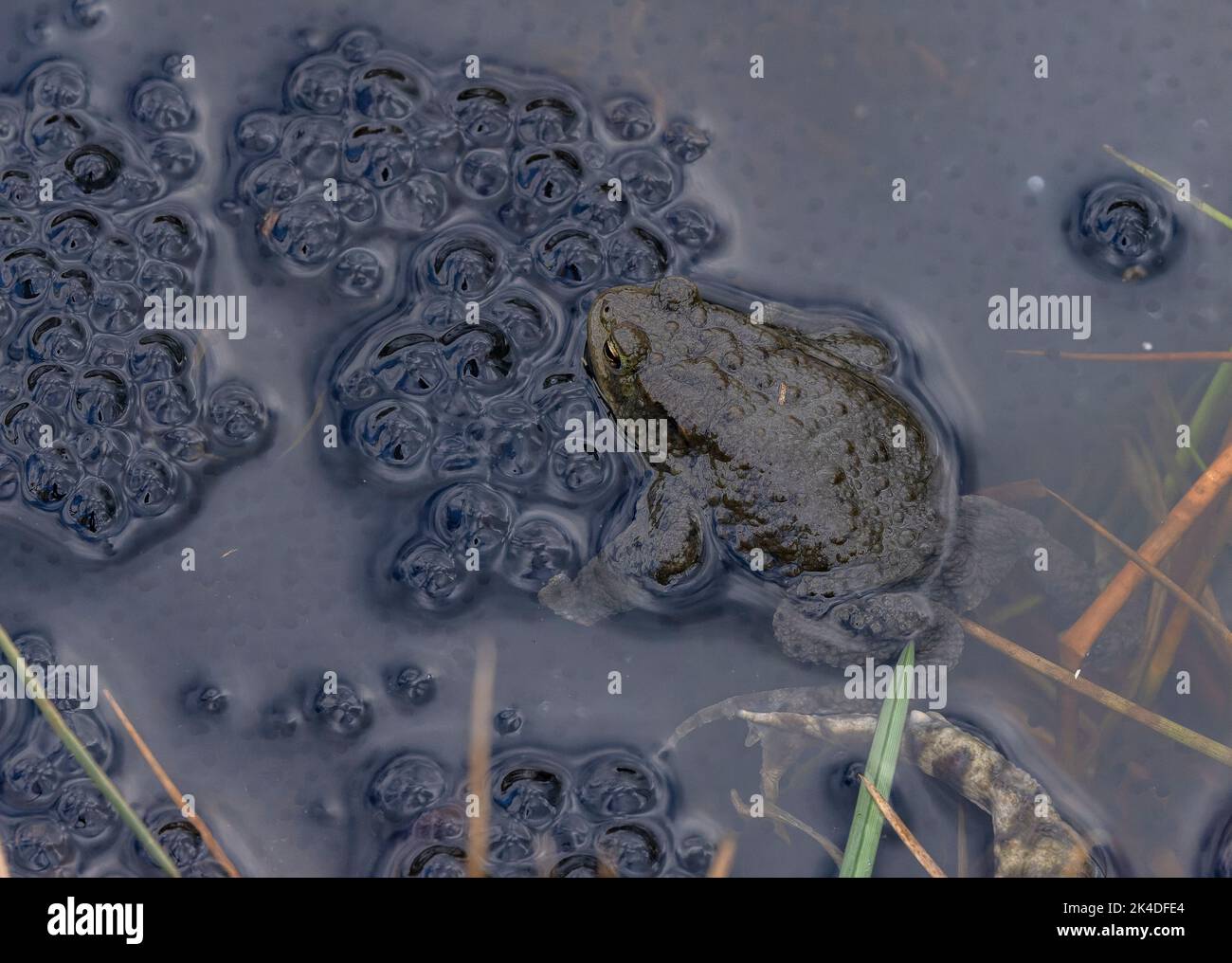 Common toad, Bufo bufo, in breeding pond in early spring, among mass of ...
