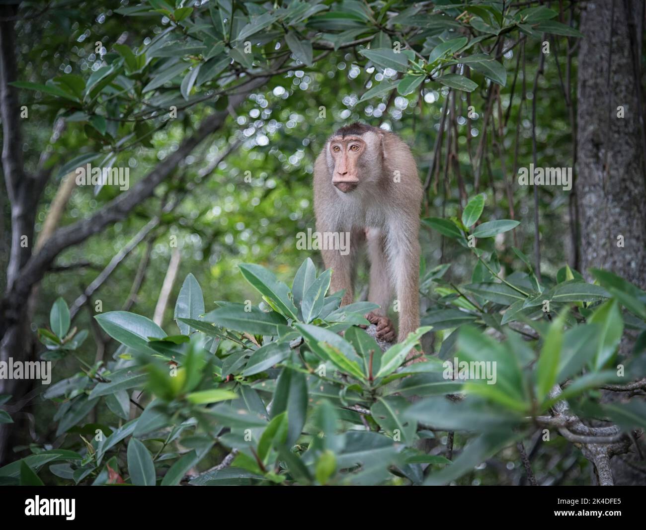 monkey activity the park Stock Photo - Alamy