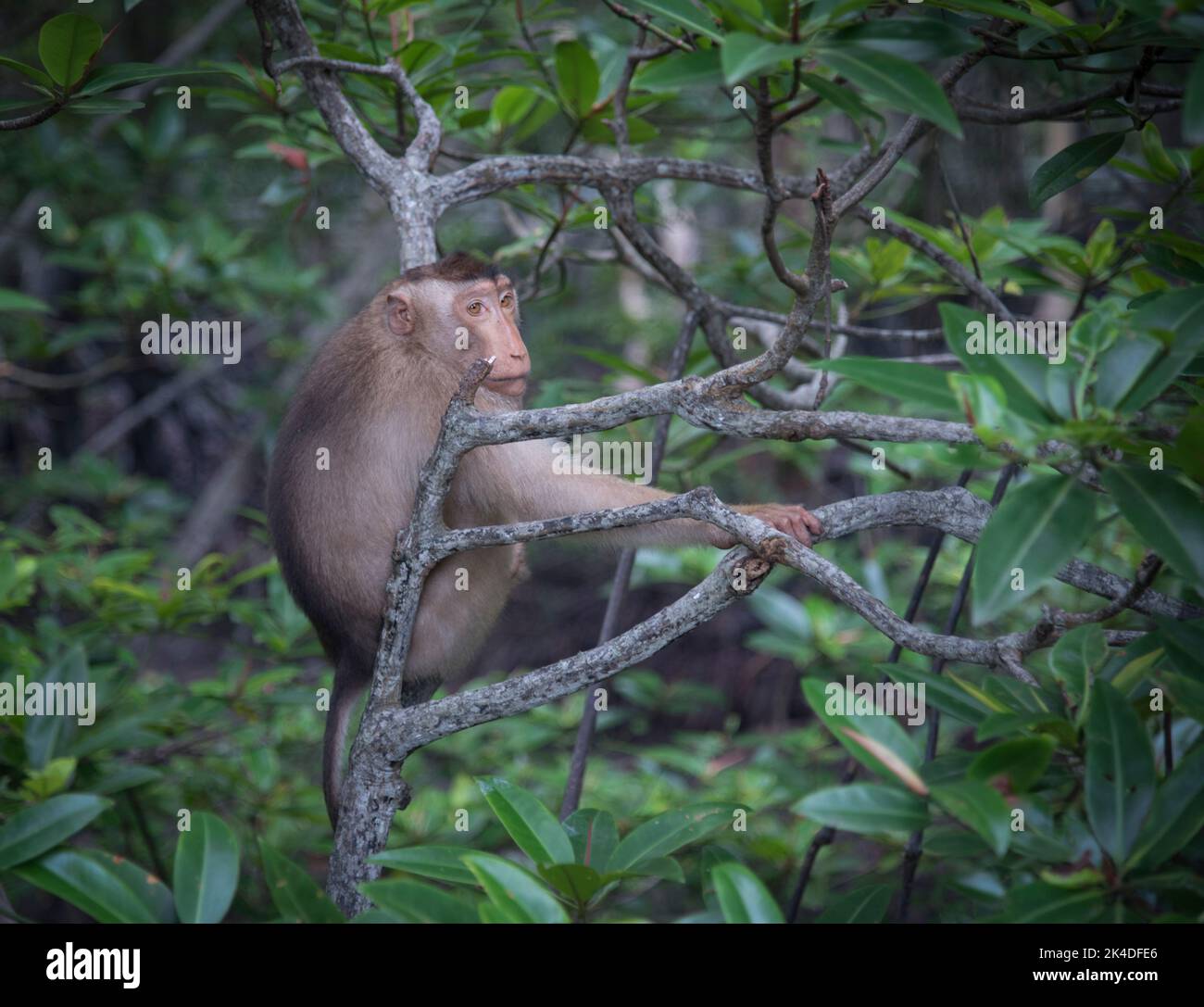 Monkey activity hi-res stock photography and images - Alamy