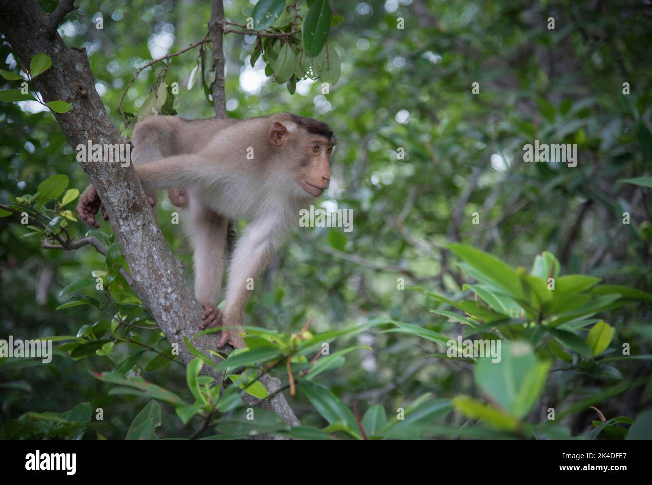 monkey activity the park Stock Photo - Alamy