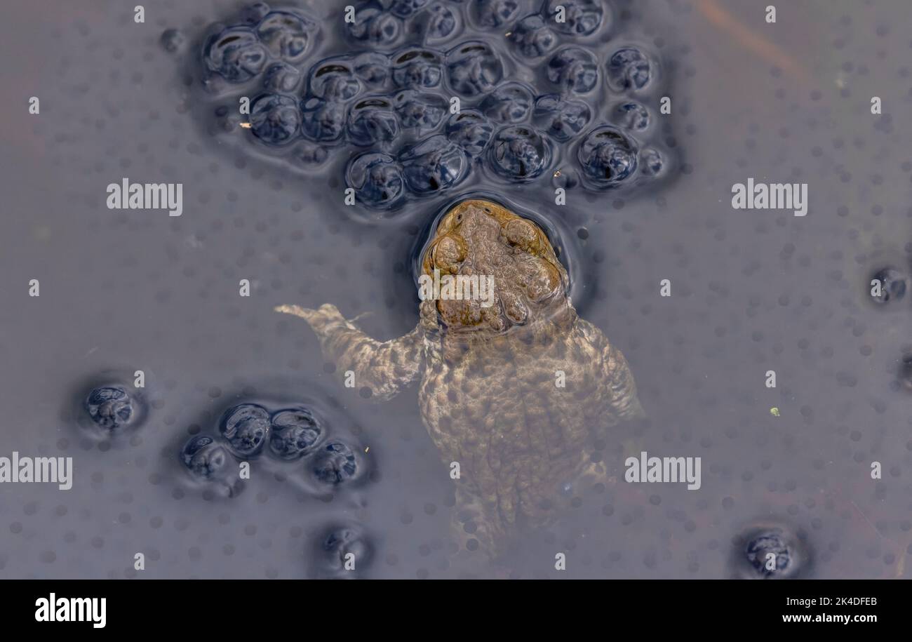 Common toad, Bufo bufo, in breeding pond in early spring, among mass of ...