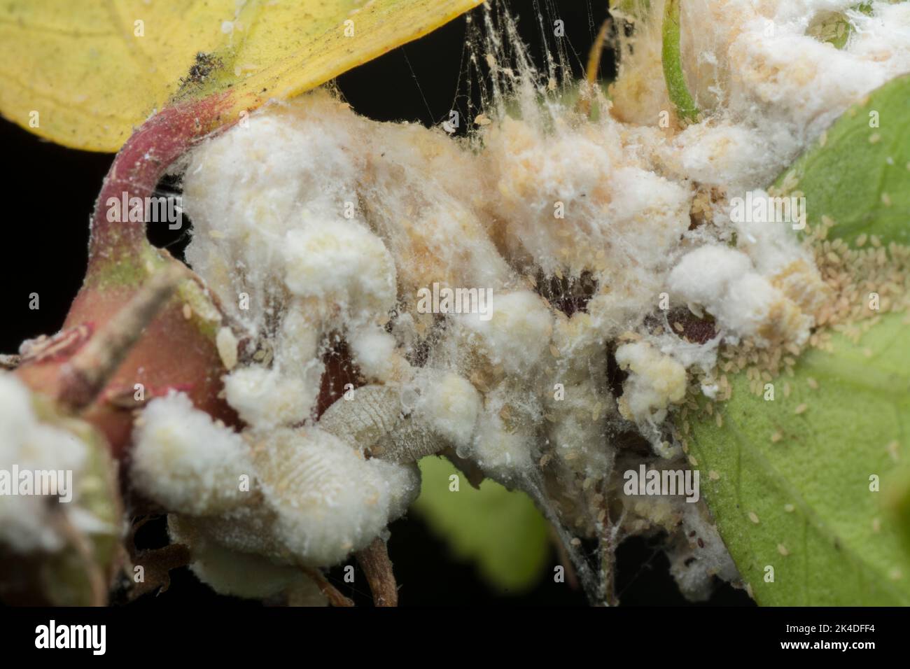 white waxy fuzzy mealybug pseudococcidae Stock Photo - Alamy