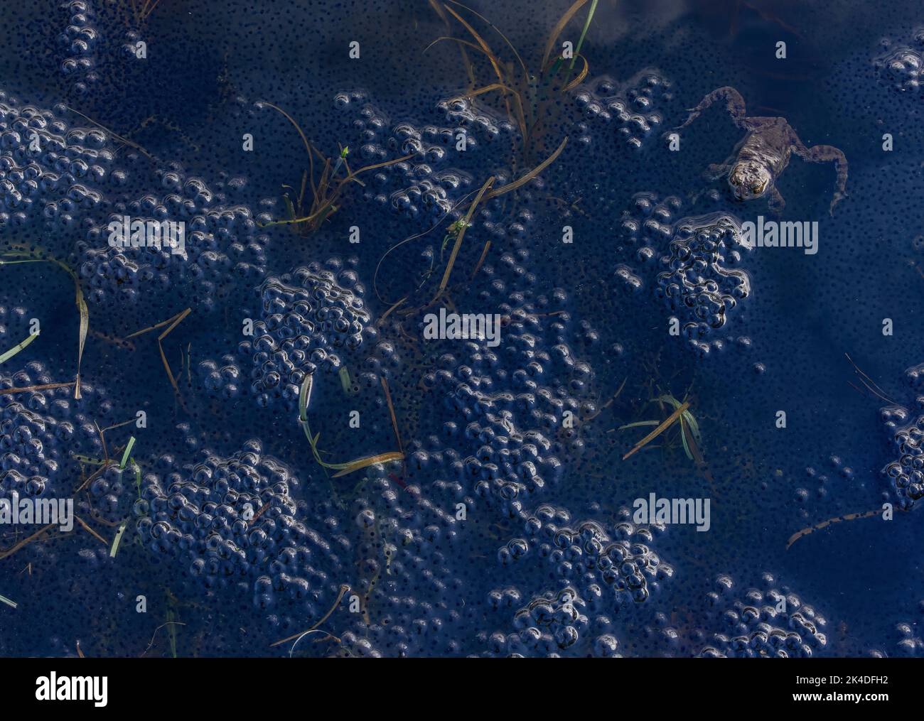 Mass of frog-spawn, Rana temporaria, in breeding pond in early spring, with Common toad Stock ...