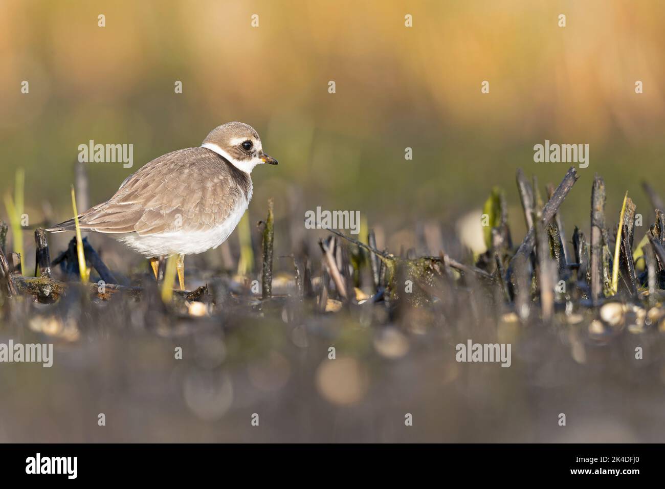 A common ringed plover (Charadrius hiaticula) foraging during fall ...