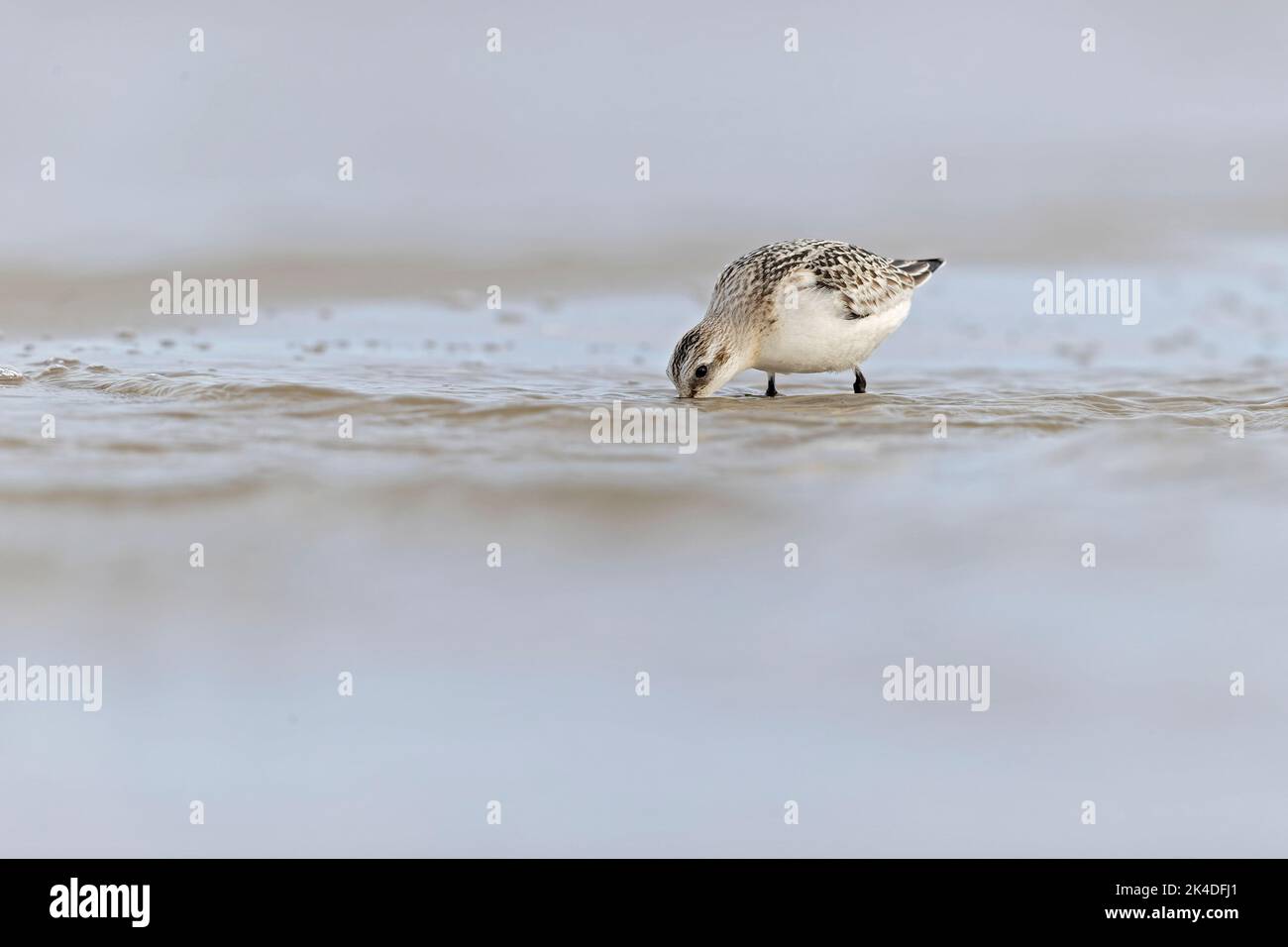 A sanderling (Calidris alba) foraging during fall migration on the ...