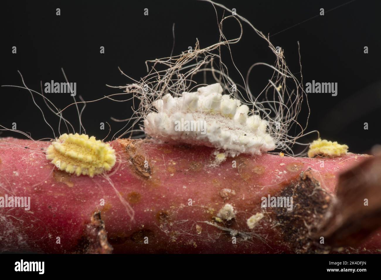 white waxy fuzzy mealybug pseudococcidae Stock Photo - Alamy