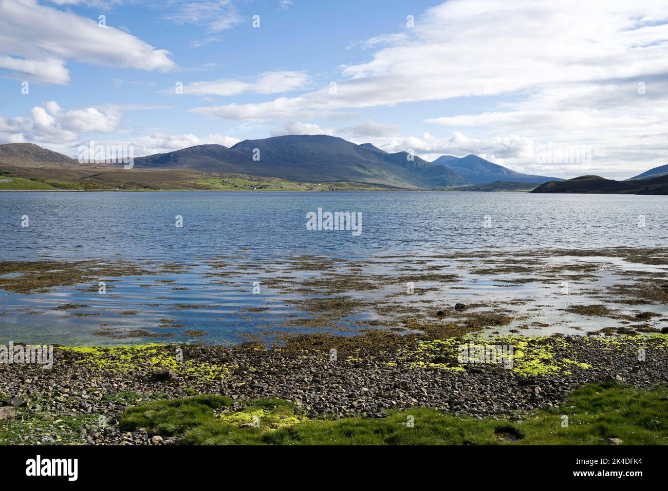 Seaweed floating in shallow water hi-res stock photography and images ...