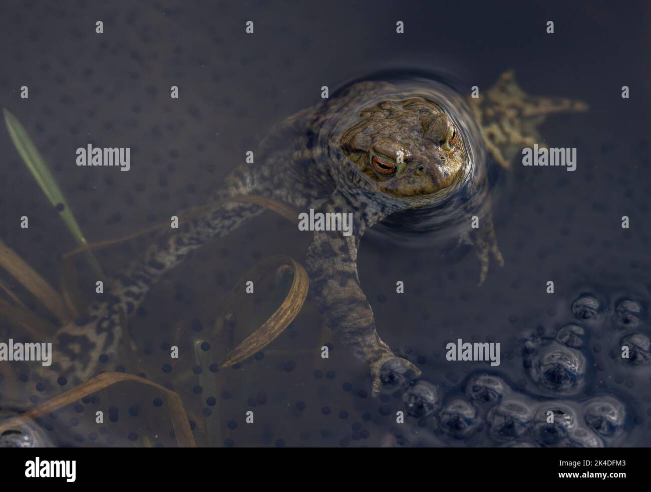 Common toad, Bufo bufo, at breeding pond in early spring, among ...