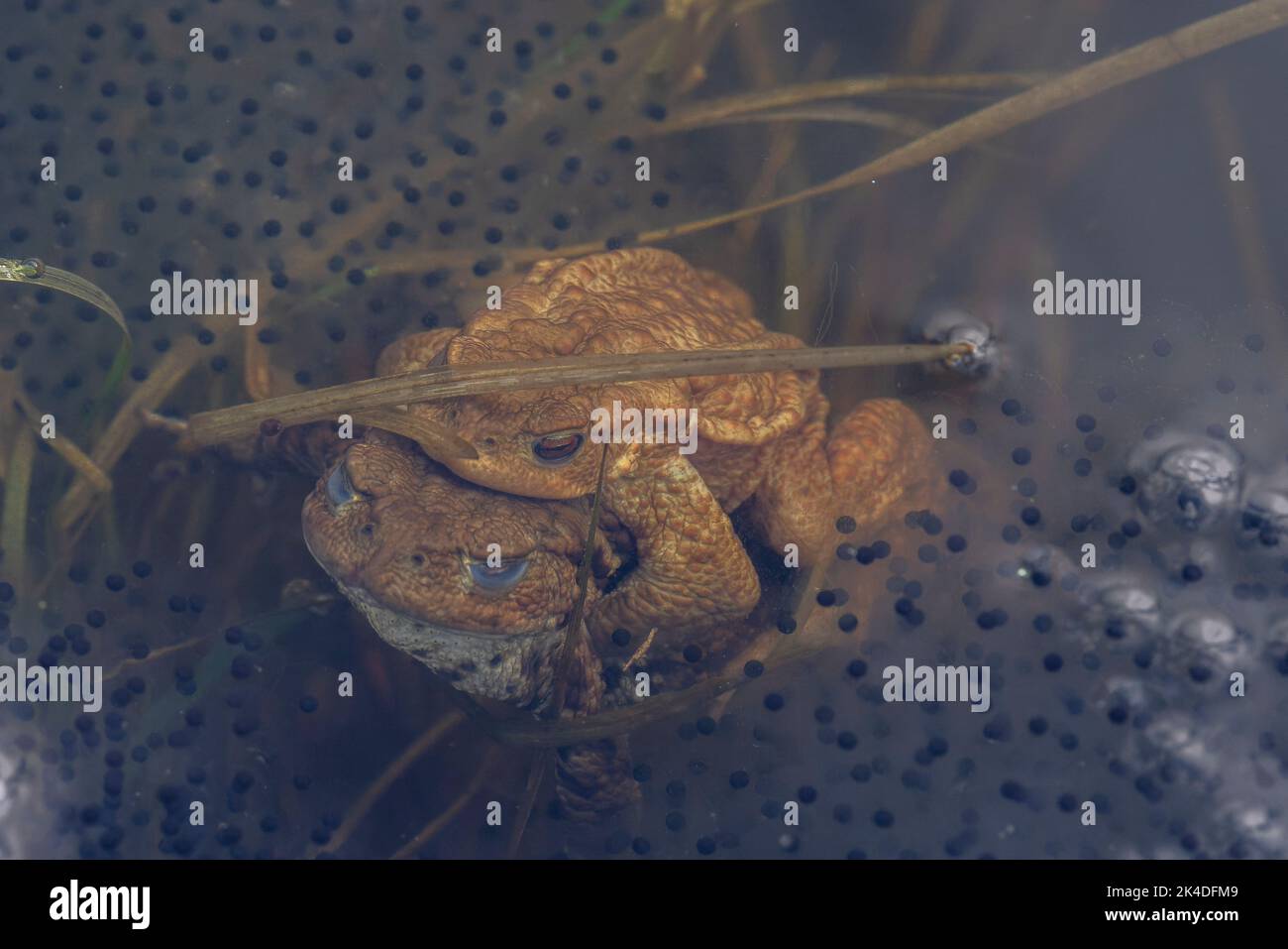 Mating Common toads, Bufo bufo, at breeding pond in early spring, among ...