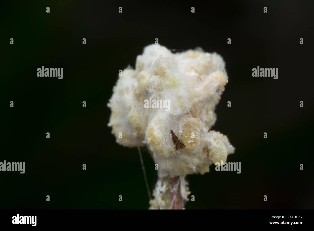 white waxy fuzzy mealybug pseudococcidae Stock Photo - Alamy