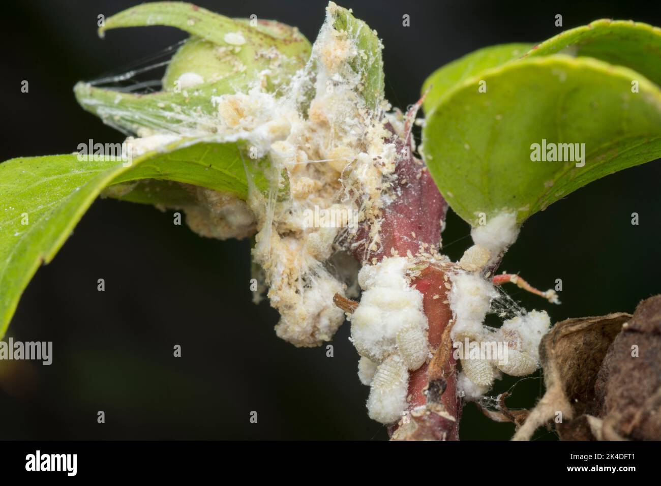 white waxy fuzzy mealybug pseudococcidae Stock Photo - Alamy