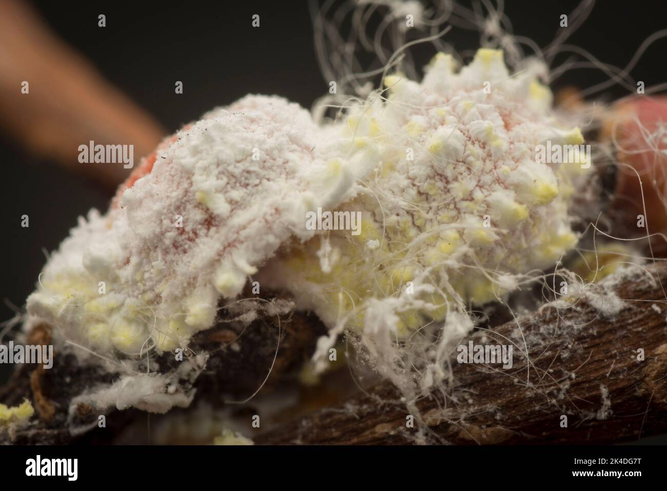 white waxy fuzzy mealybug pseudococcidae Stock Photo - Alamy