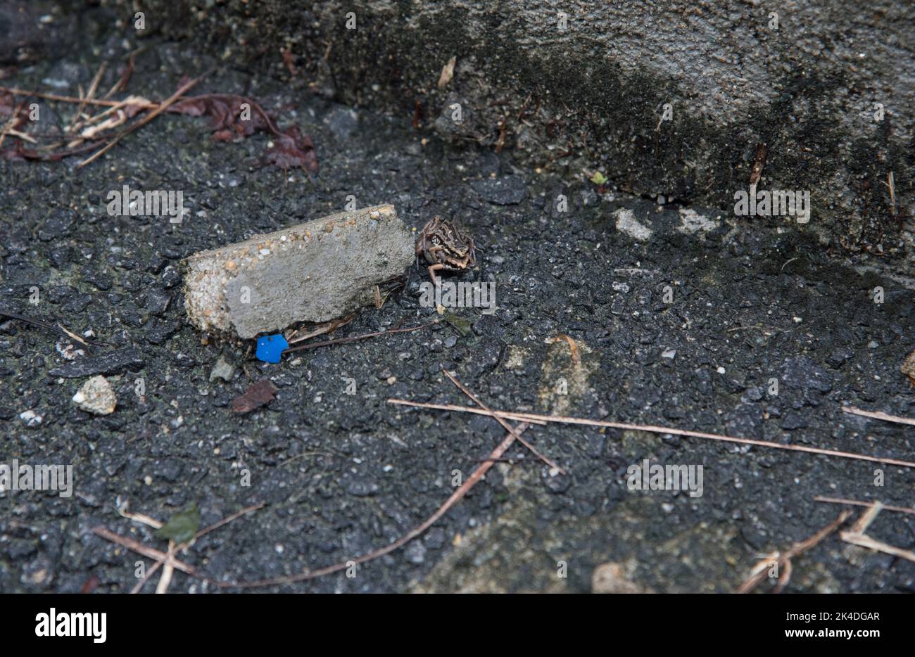 frog reproduction cycle Stock Photo - Alamy