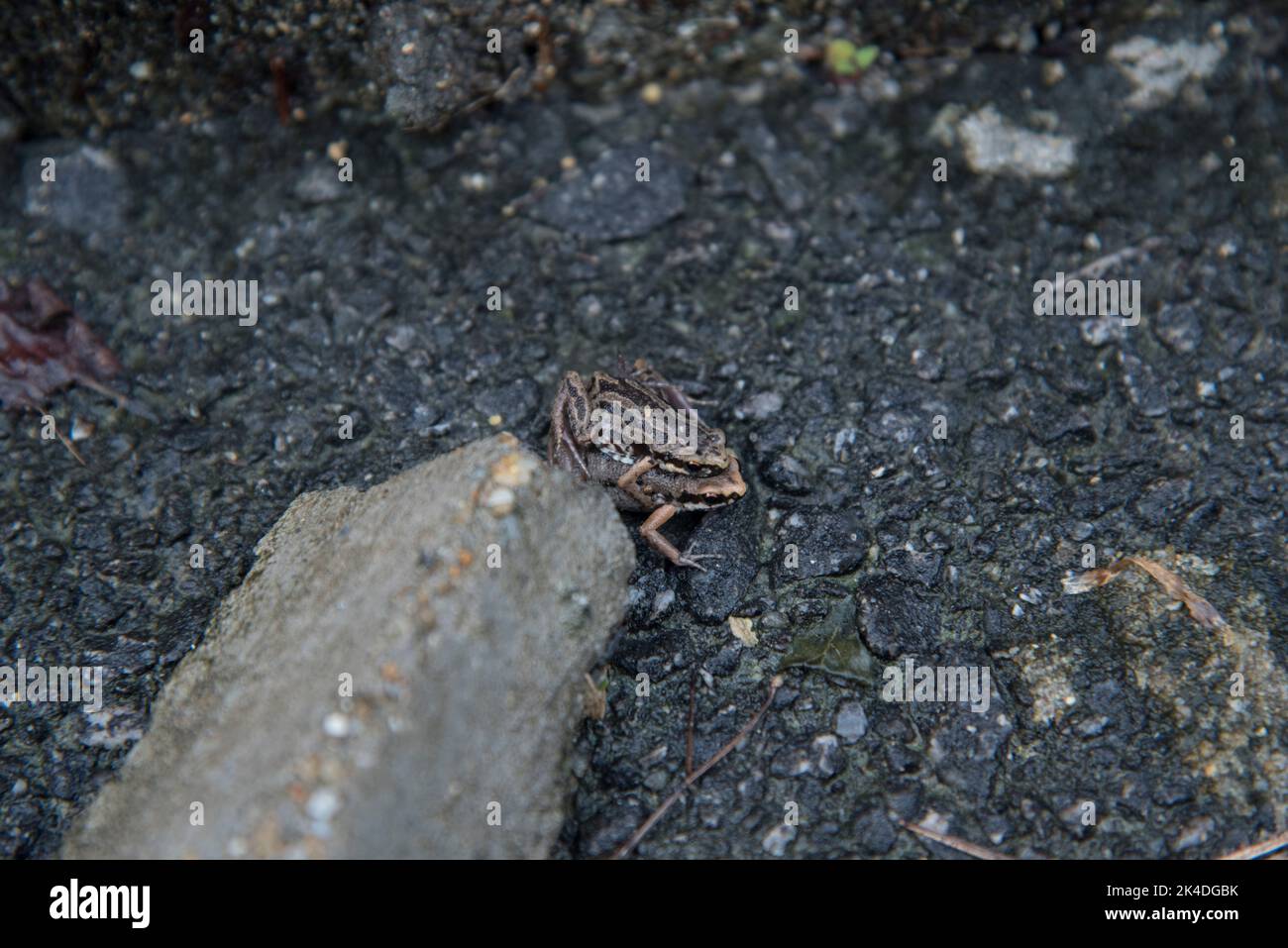 frog reproduction cycle Stock Photo - Alamy