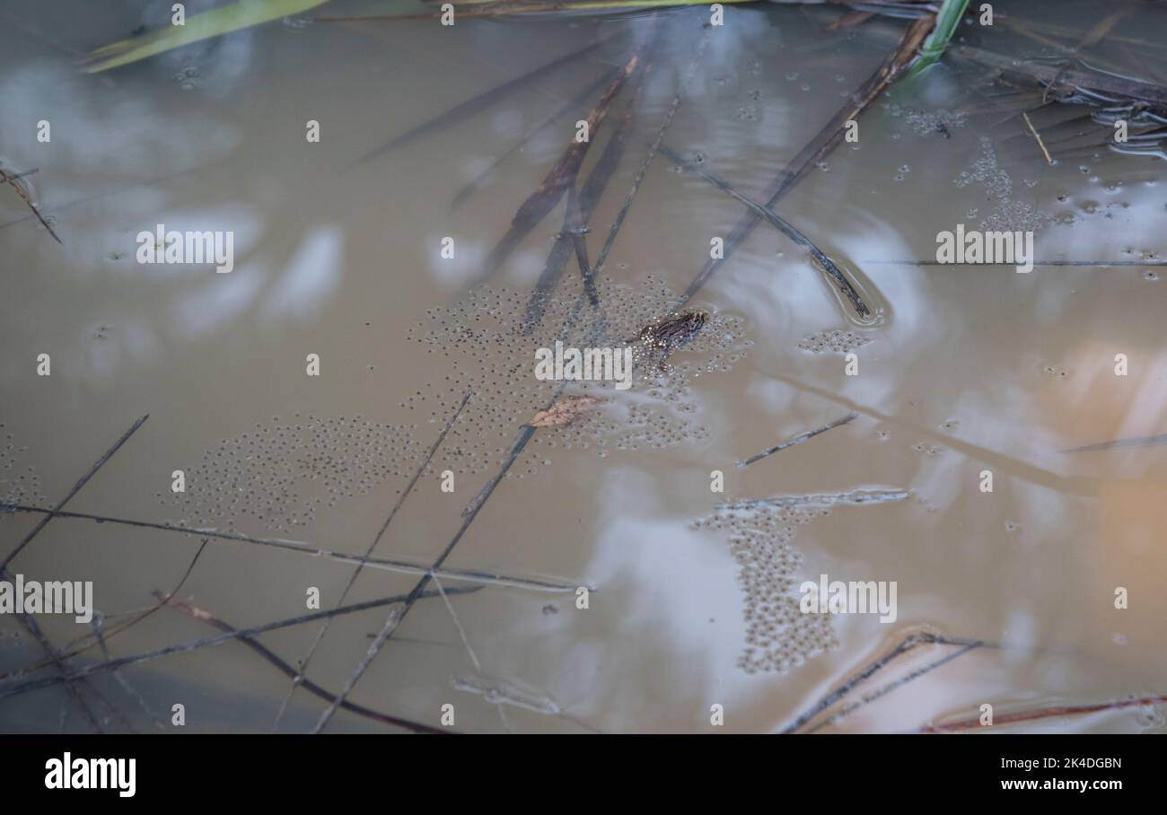 frog reproduction cycle Stock Photo - Alamy