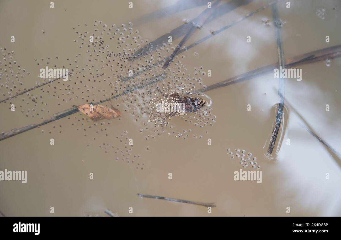 frog reproduction cycle Stock Photo - Alamy