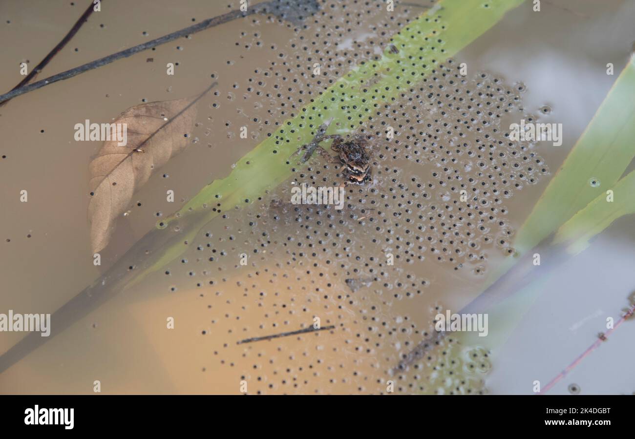 frog reproduction cycle Stock Photo - Alamy