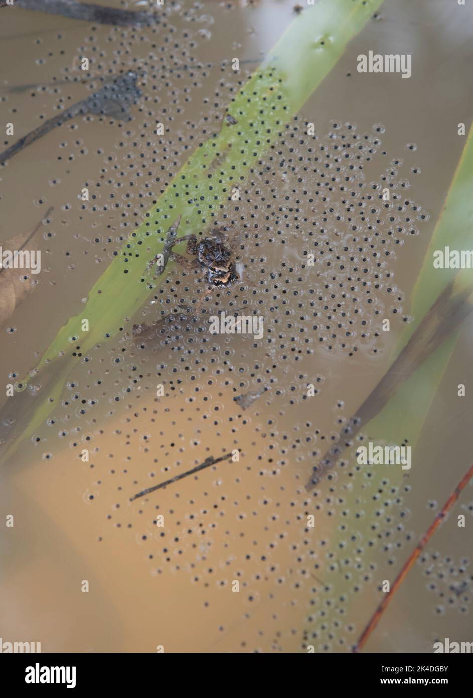 frog reproduction cycle Stock Photo - Alamy