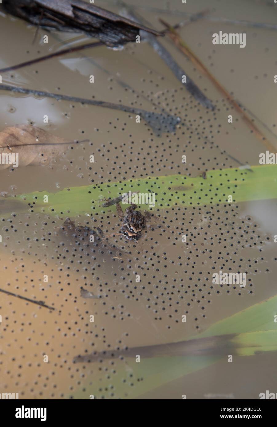 frog reproduction cycle Stock Photo - Alamy