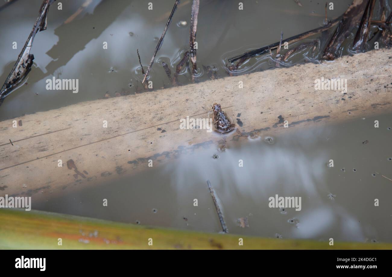 frog reproduction cycle Stock Photo - Alamy