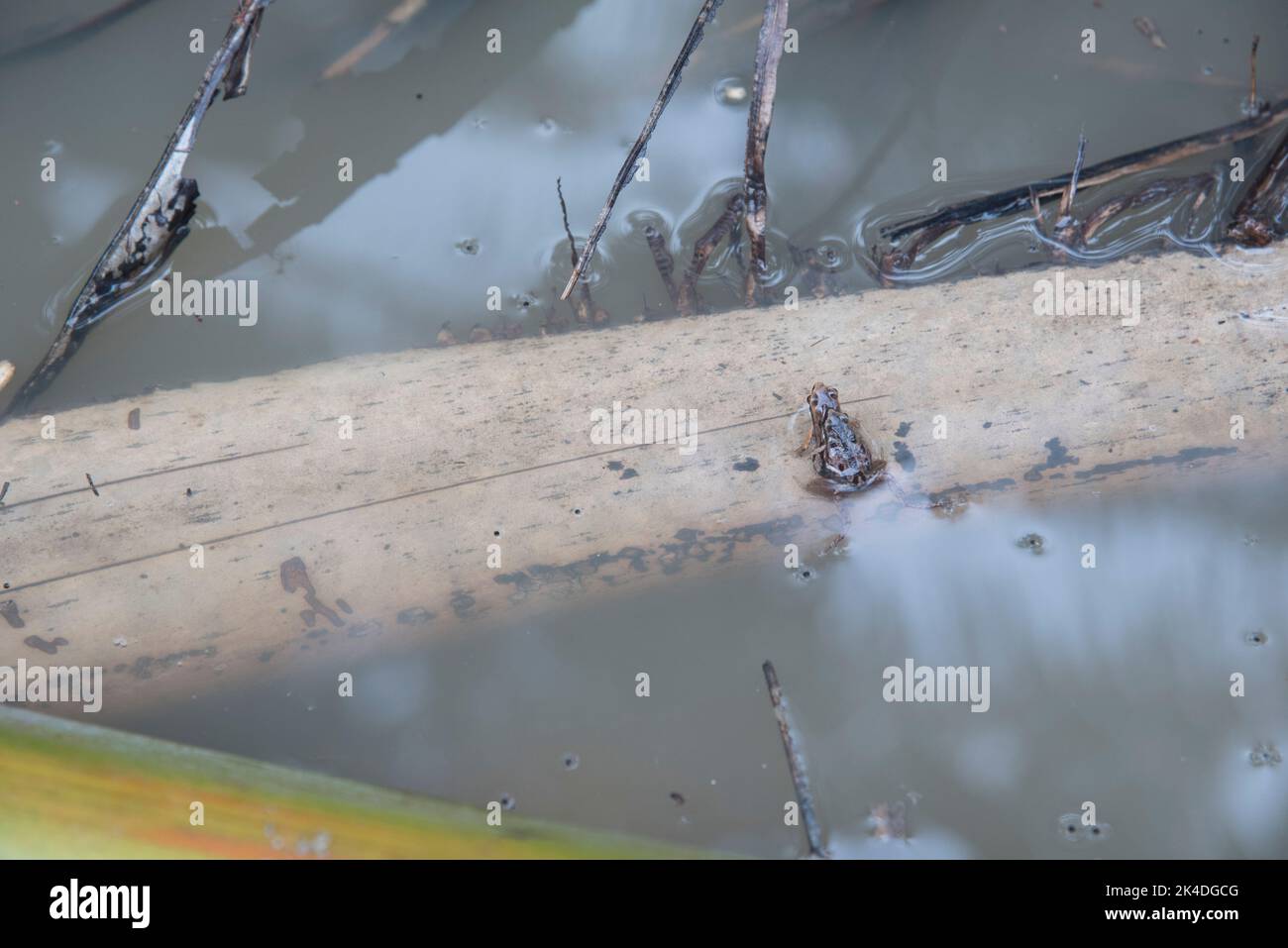 frog reproduction cycle Stock Photo - Alamy
