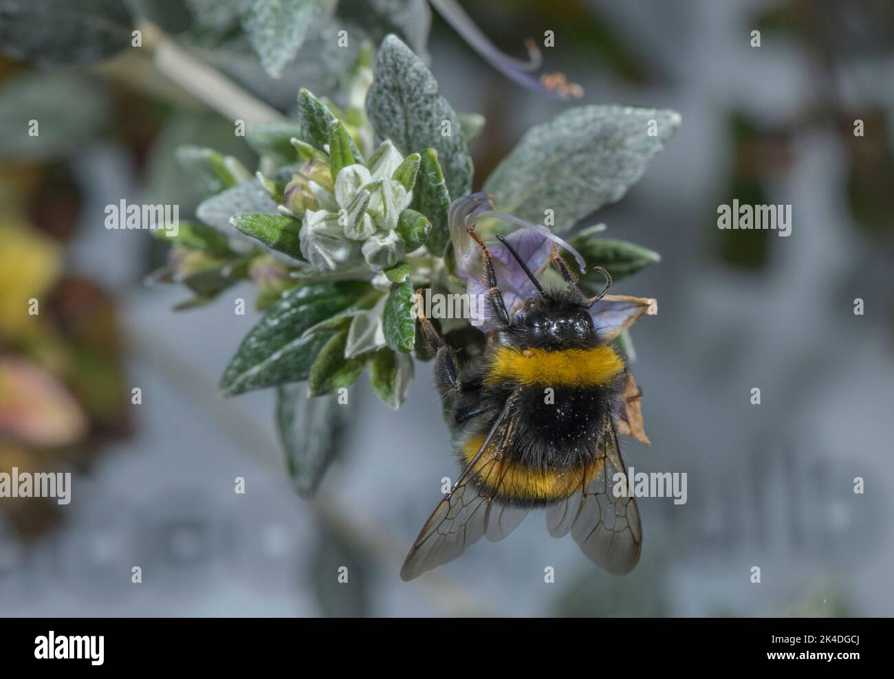 Buff-tailed bumblebee, Bombus terrestris, feeding on Shrubby germander ...
