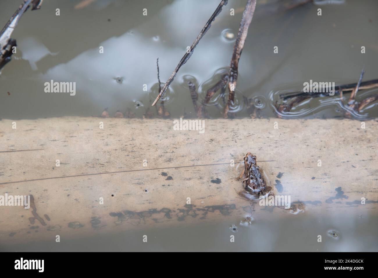 frog reproduction cycle Stock Photo - Alamy