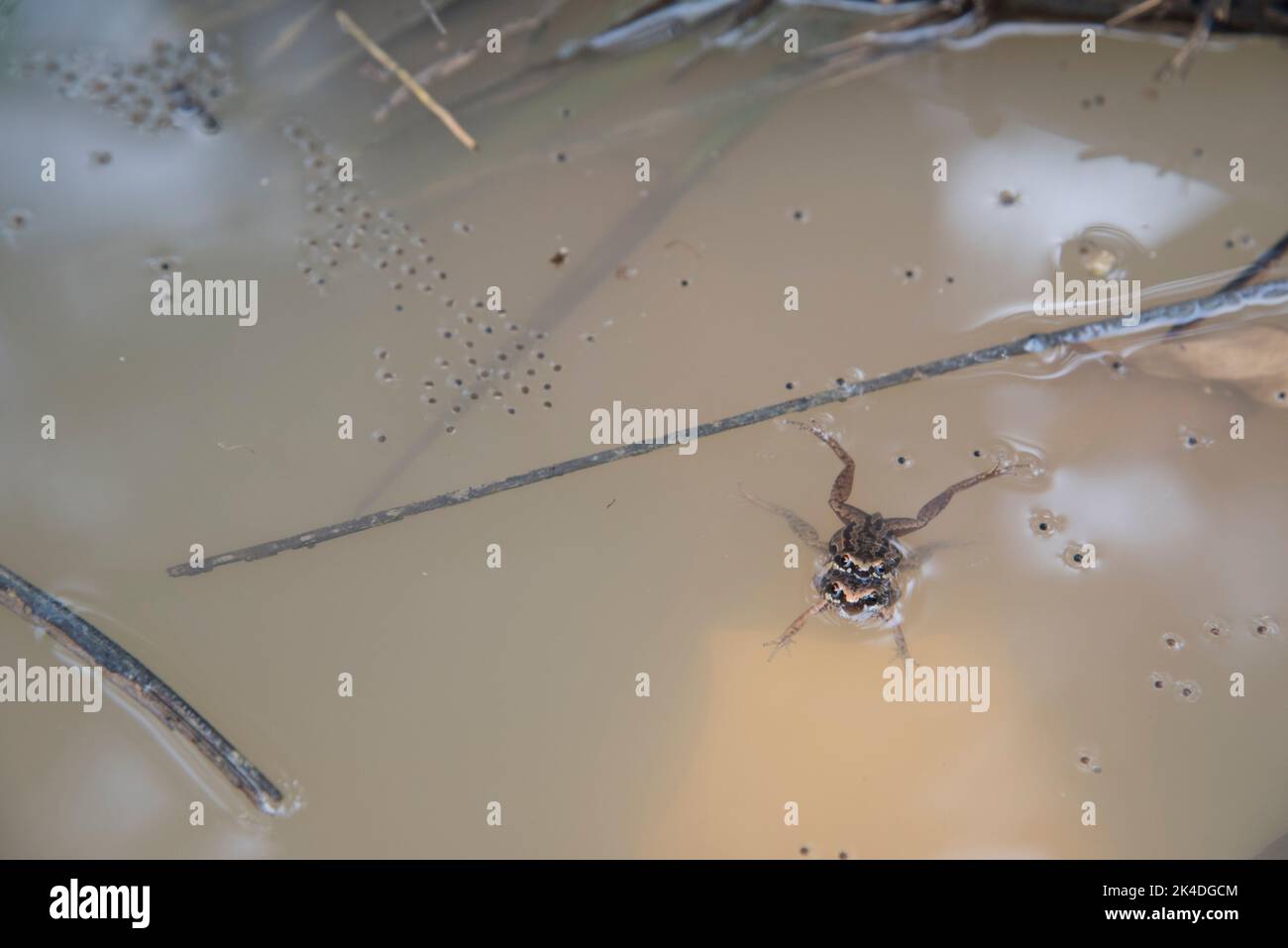 frog reproduction cycle Stock Photo - Alamy