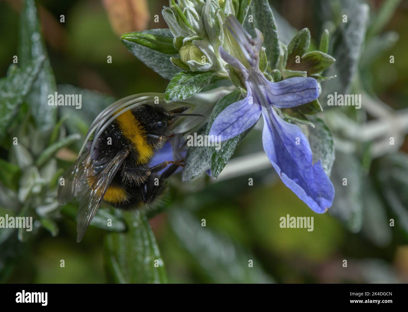 Buff-tailed bumblebee, Bombus terrestris, feeding on Shrubby germander ...