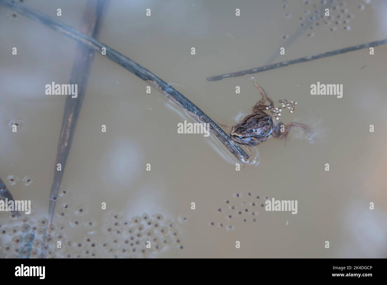 frog reproduction cycle Stock Photo - Alamy
