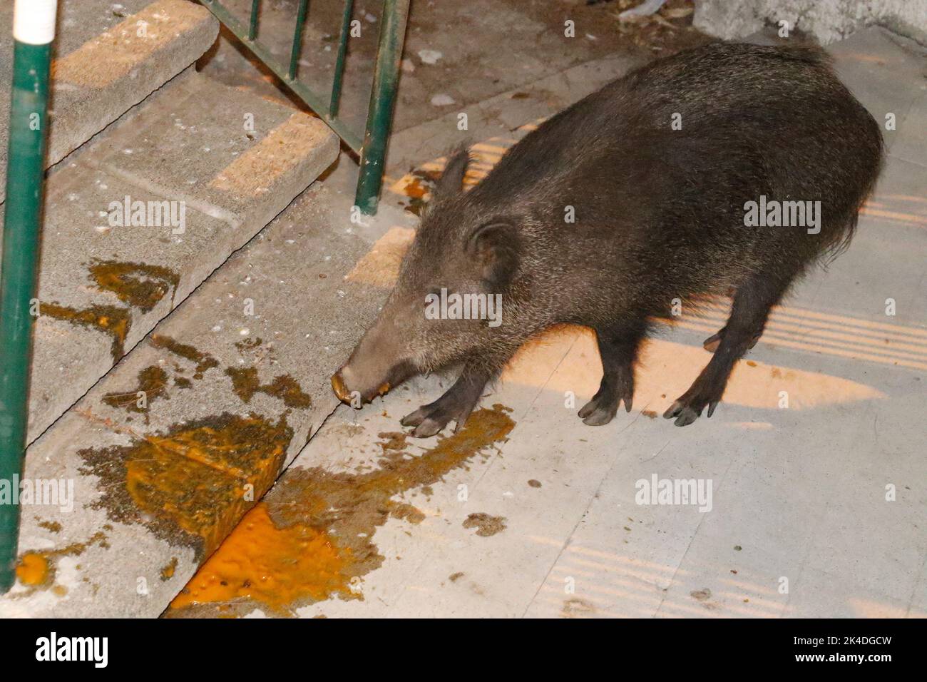 Wild pigs looking for food in the neighbourhoods of Haifa Stock Photo ...