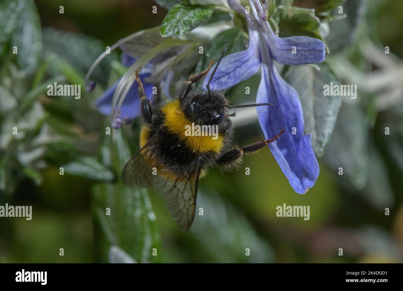 Buff-tailed bumblebee, Bombus terrestris, feeding on Shrubby germander ...