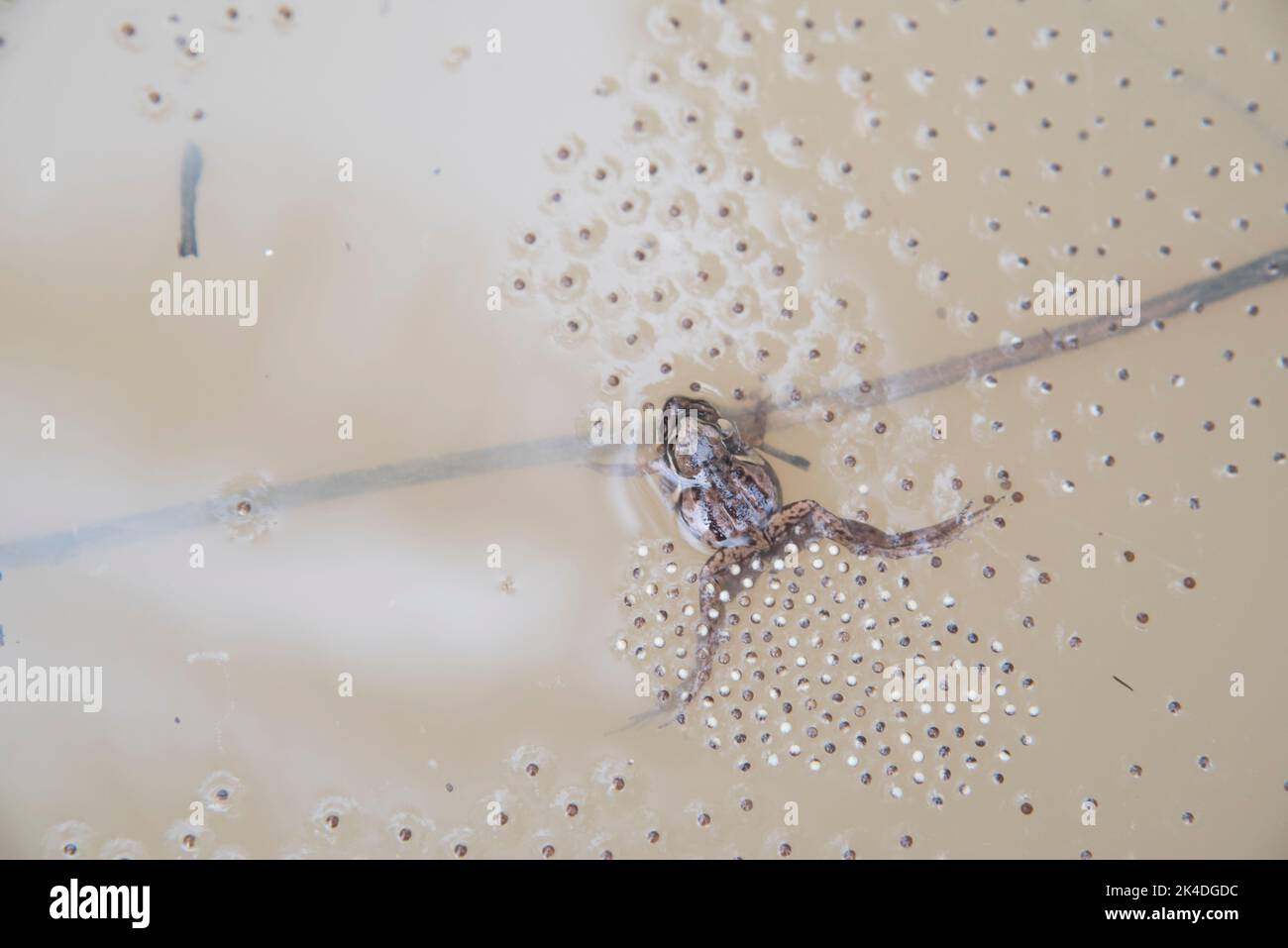 frog reproduction cycle Stock Photo - Alamy