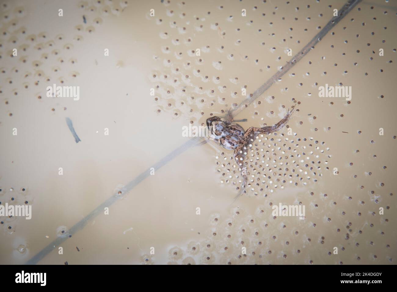 frog reproduction cycle Stock Photo - Alamy
