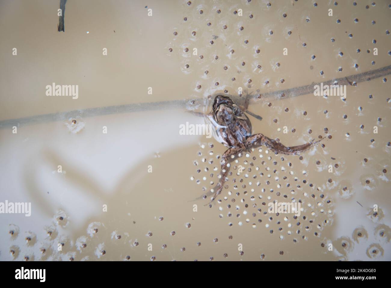 frog reproduction cycle Stock Photo - Alamy