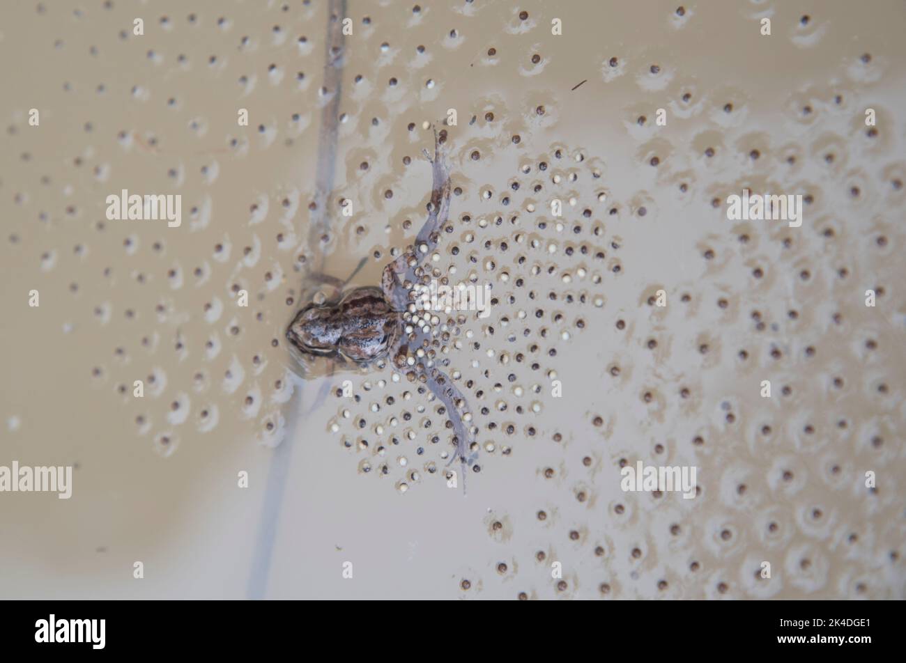 frog reproduction cycle Stock Photo - Alamy