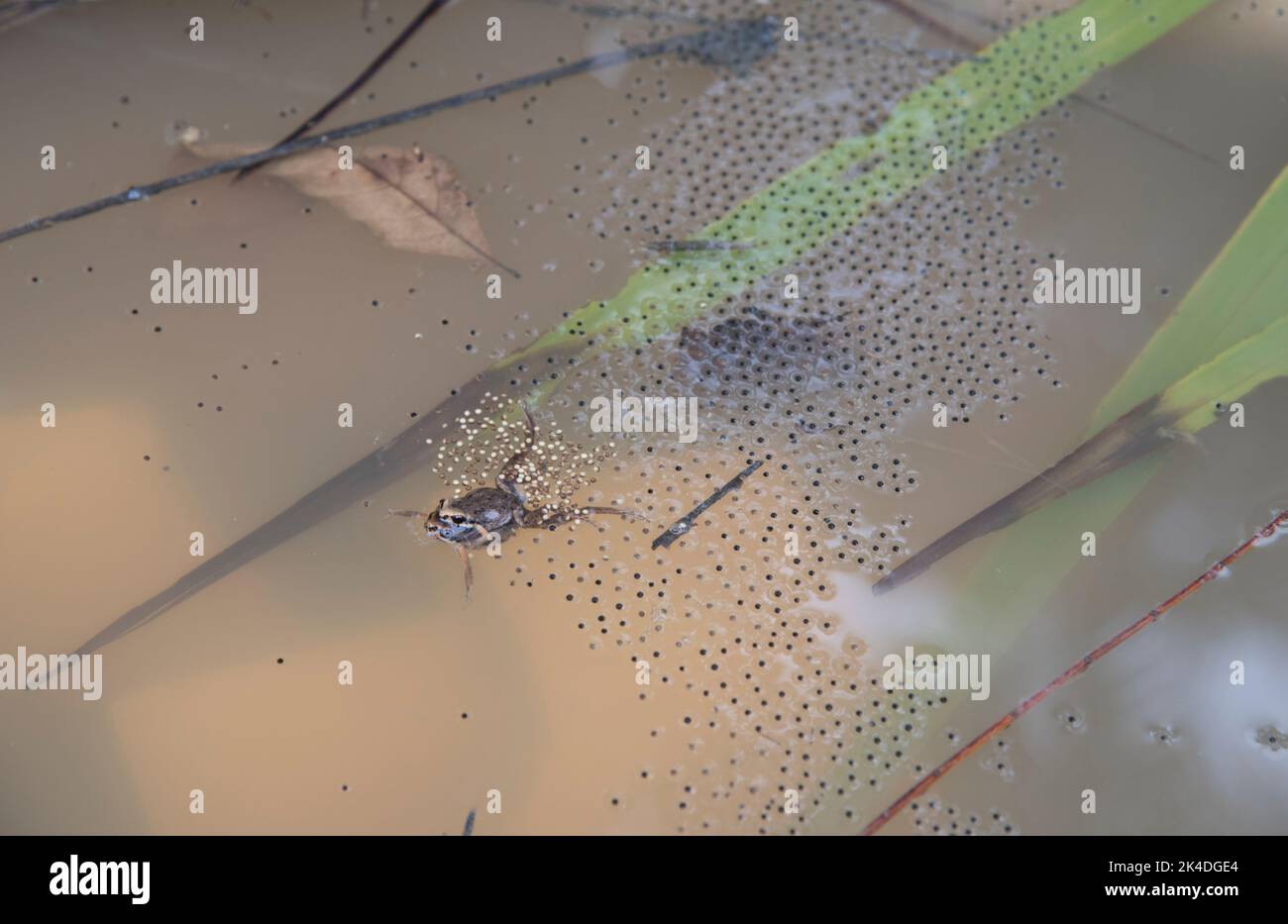 frog reproduction cycle Stock Photo - Alamy
