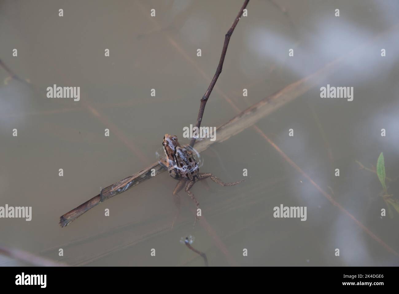 frog reproduction cycle Stock Photo - Alamy