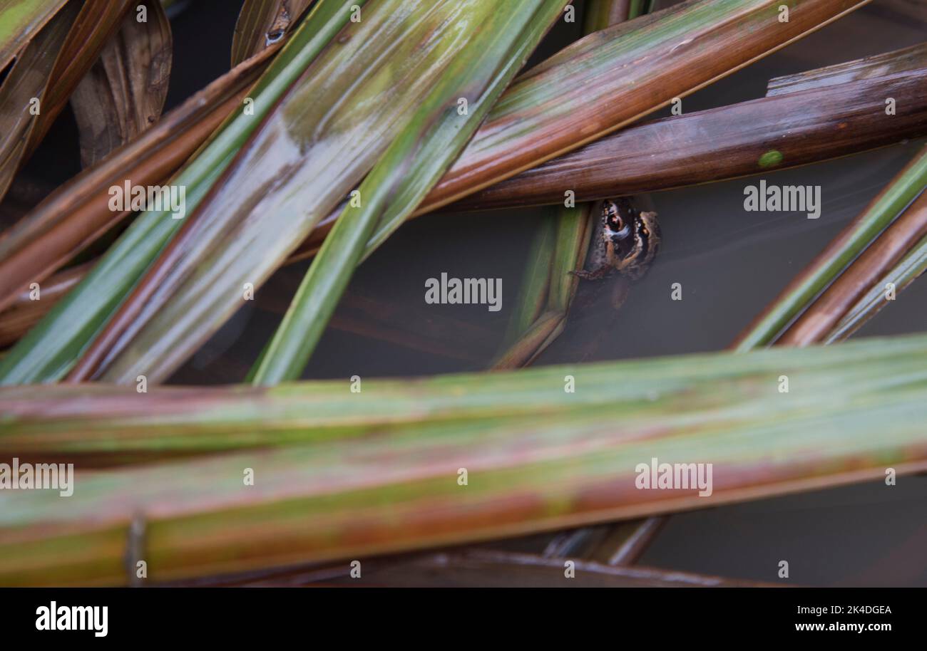 frog reproduction cycle Stock Photo - Alamy