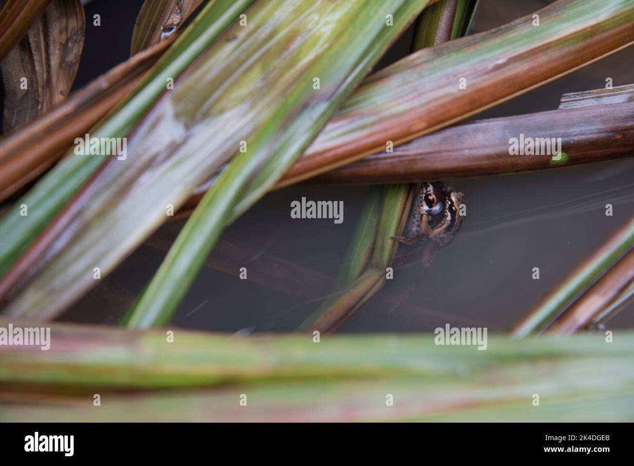 frog reproduction cycle Stock Photo - Alamy
