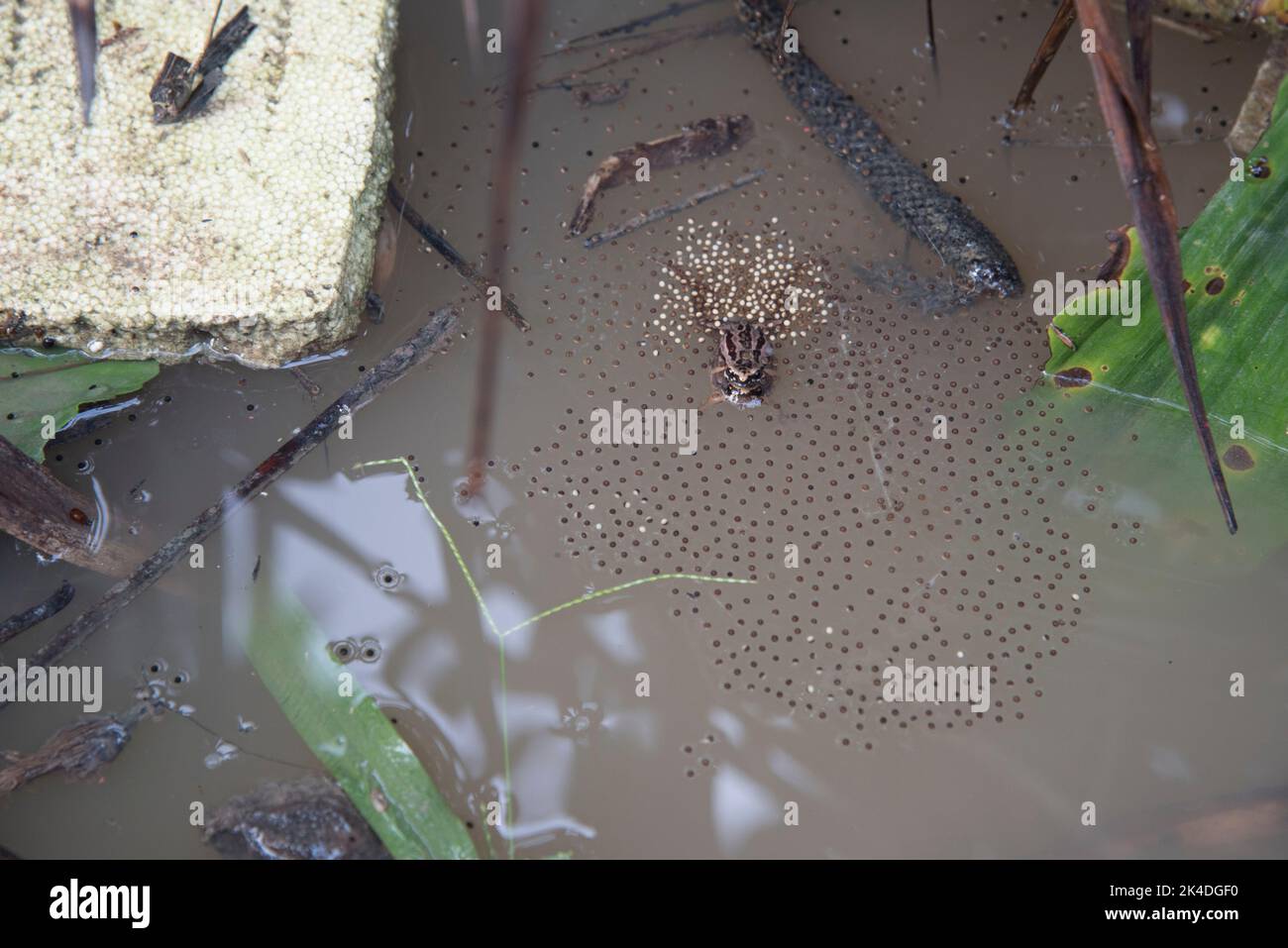 frog reproduction cycle Stock Photo - Alamy