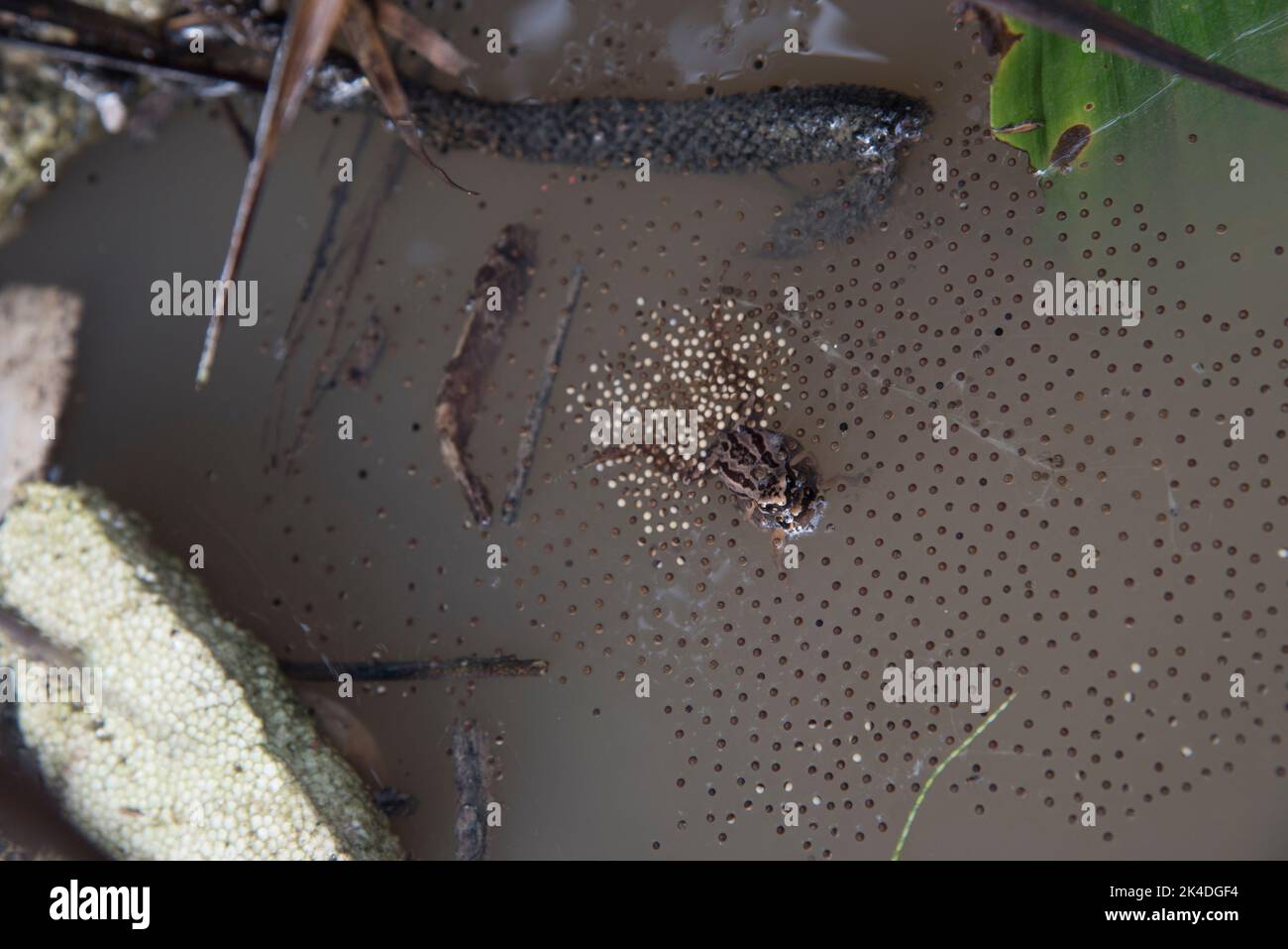 frog reproduction cycle Stock Photo - Alamy