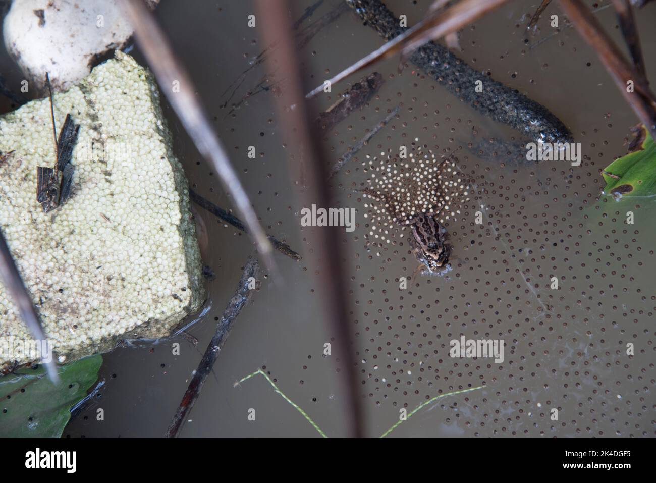 frog reproduction cycle Stock Photo - Alamy