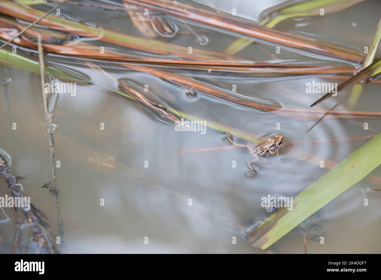 frog reproduction cycle Stock Photo - Alamy