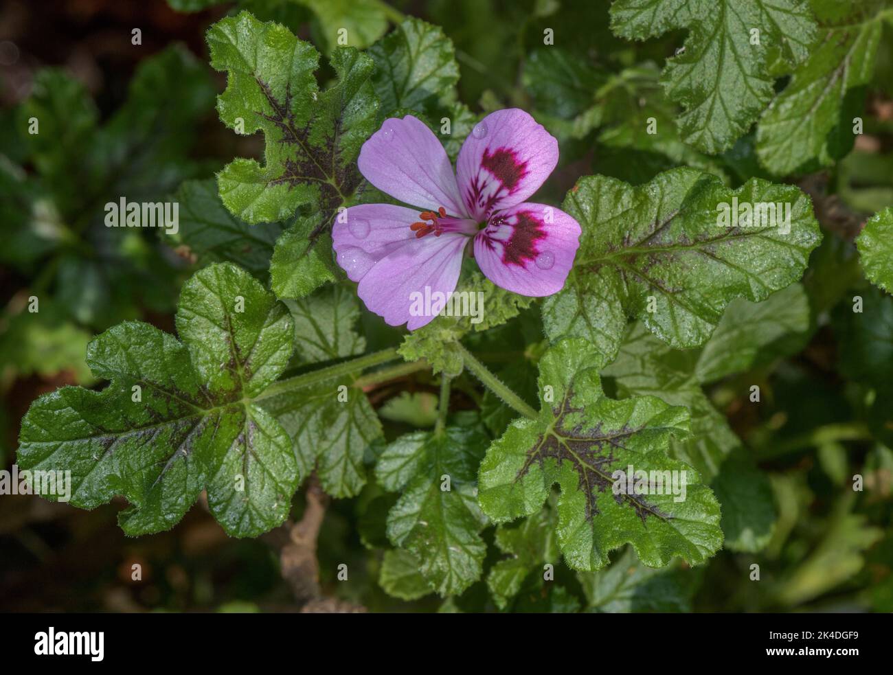 Oak geranium hi-res stock photography and images - Alamy