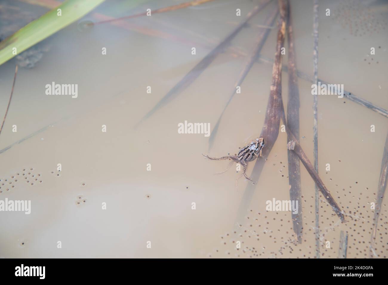 frog reproduction cycle Stock Photo - Alamy