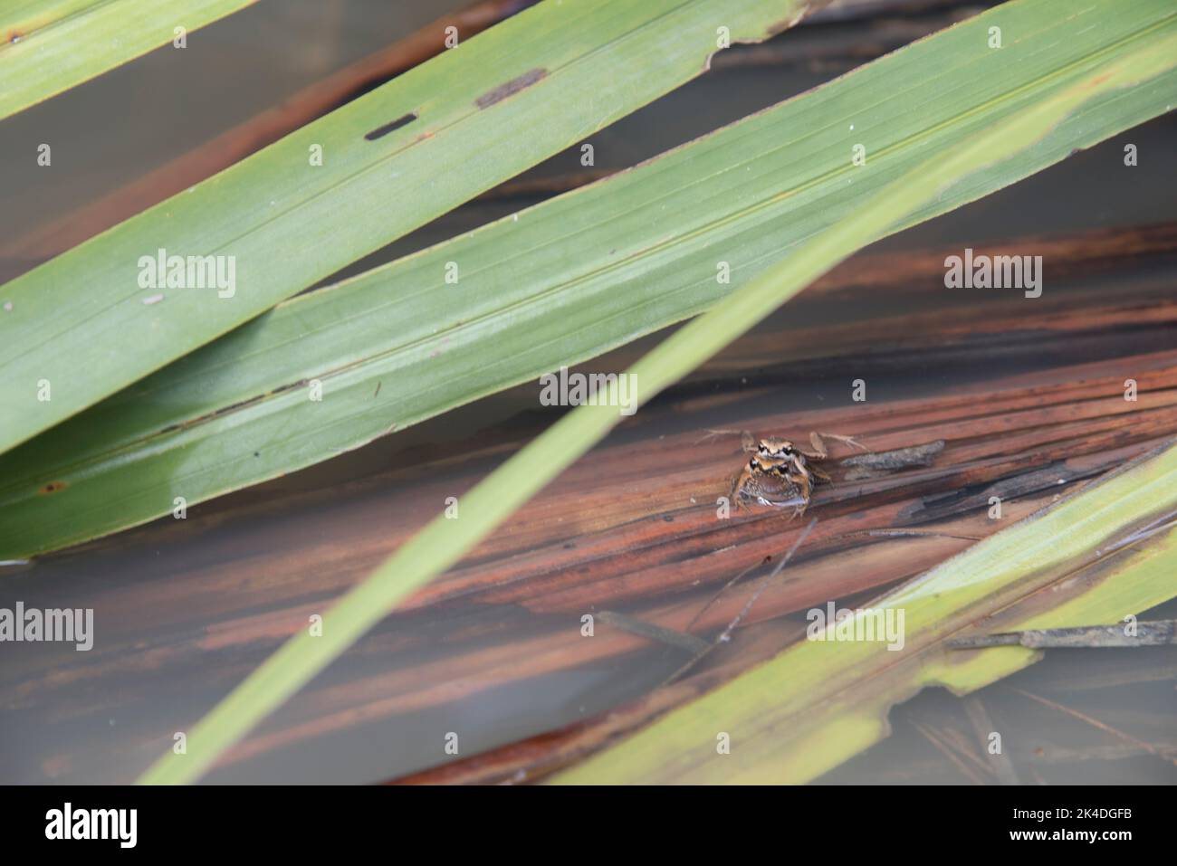 frog reproduction cycle Stock Photo - Alamy