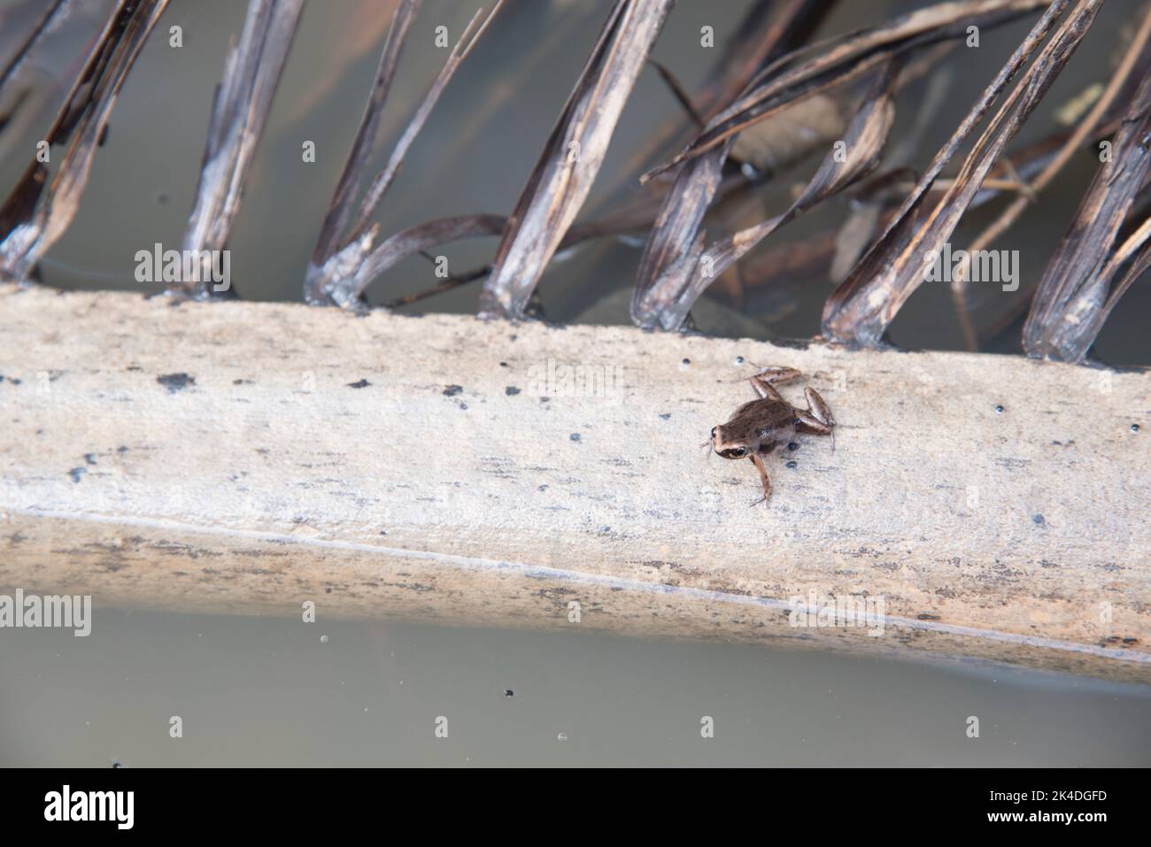 frog reproduction cycle Stock Photo - Alamy