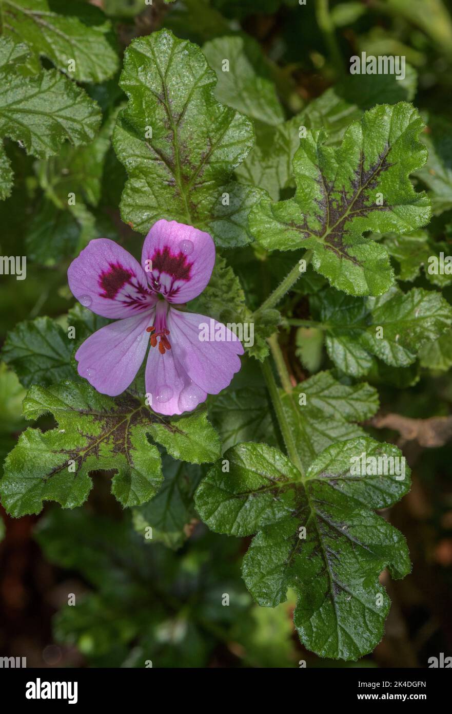 Pelargonium quercifolium hi-res stock photography and images - Alamy